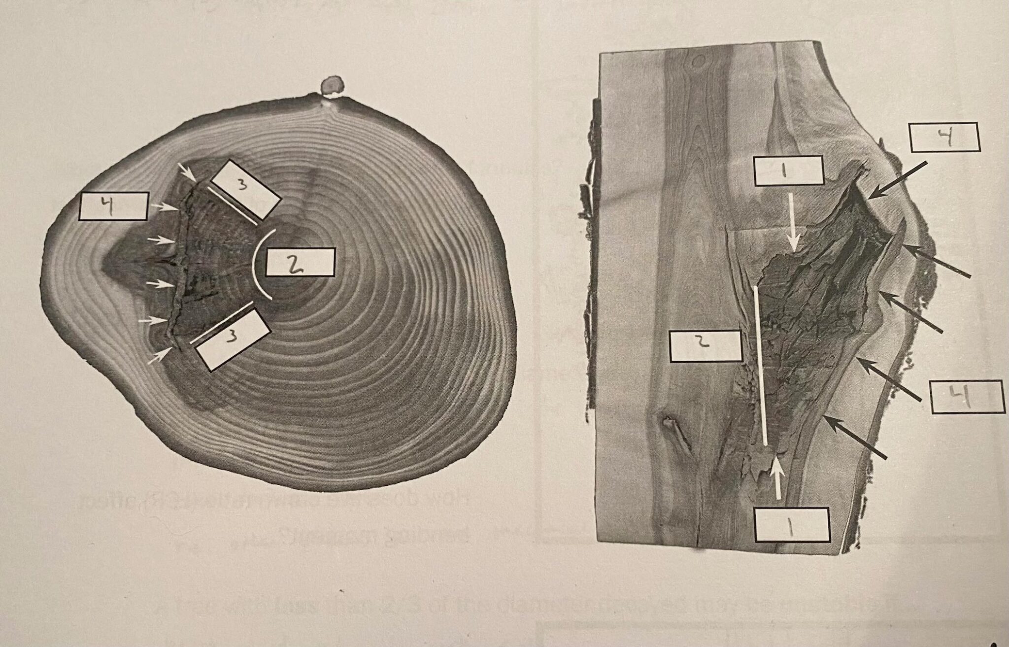 Understanding CODIT: The Key to Managing Tree Health and Longevity ...